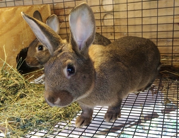 The Rabbitry Center - Healthy Rabbits For A Great Price